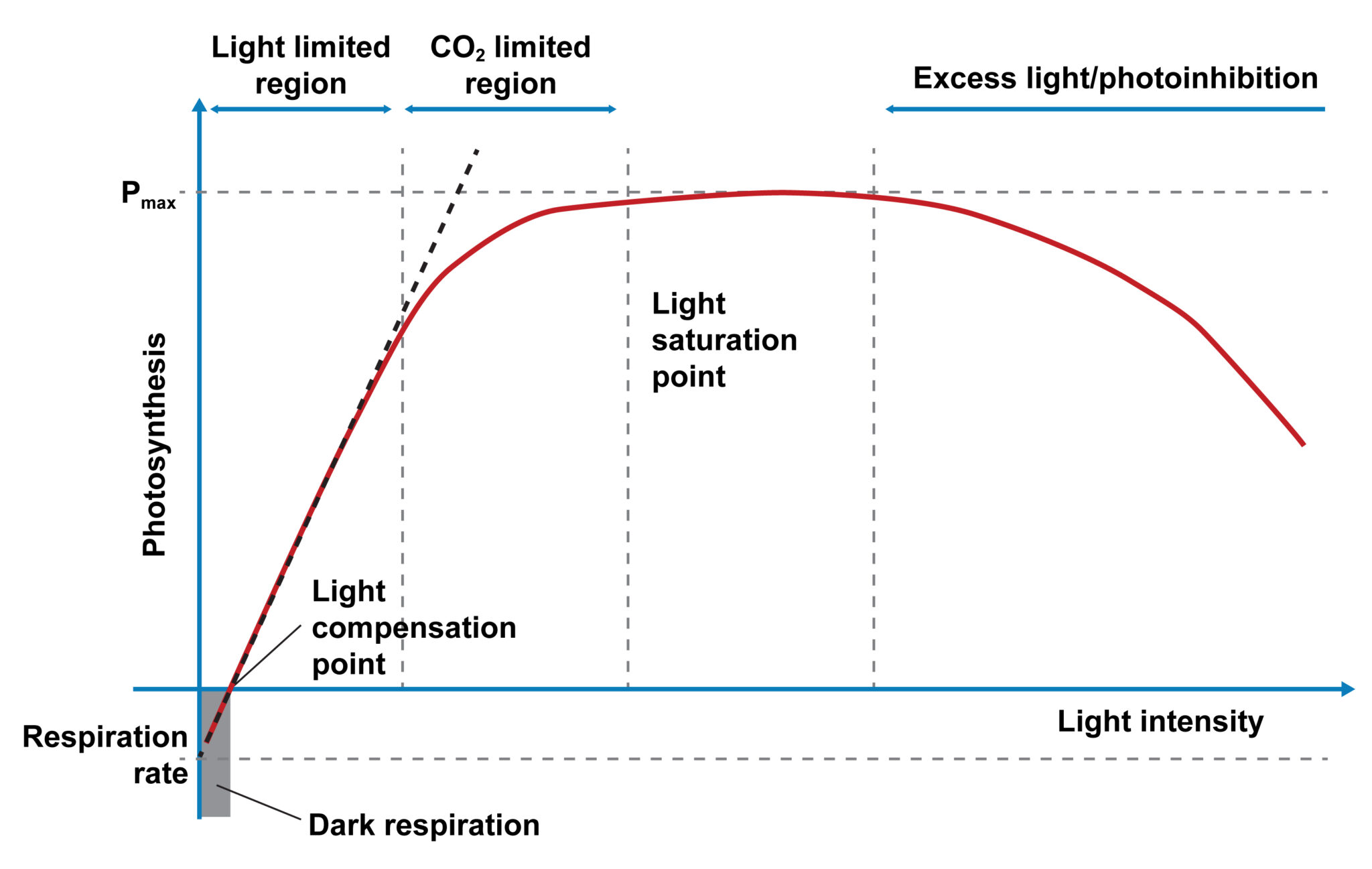 Photosaturation: Light as a Limiting Factor - JumpLights®