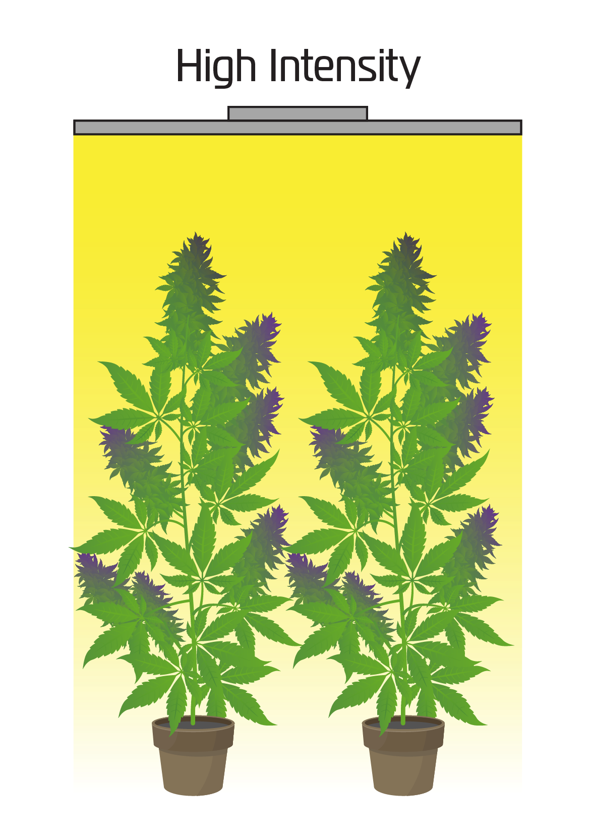 Growing Under High Light Intensity - JumpLights®