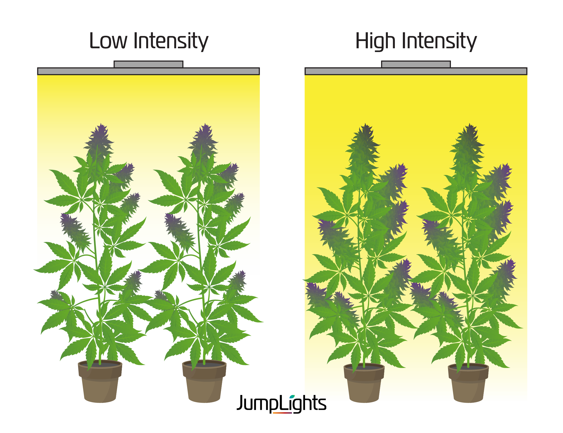 Growing Under High Light Intensity - JumpLights®