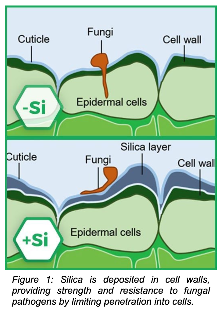 Silicon: The Beneficial Element in Plant Cultivation - JumpLights®