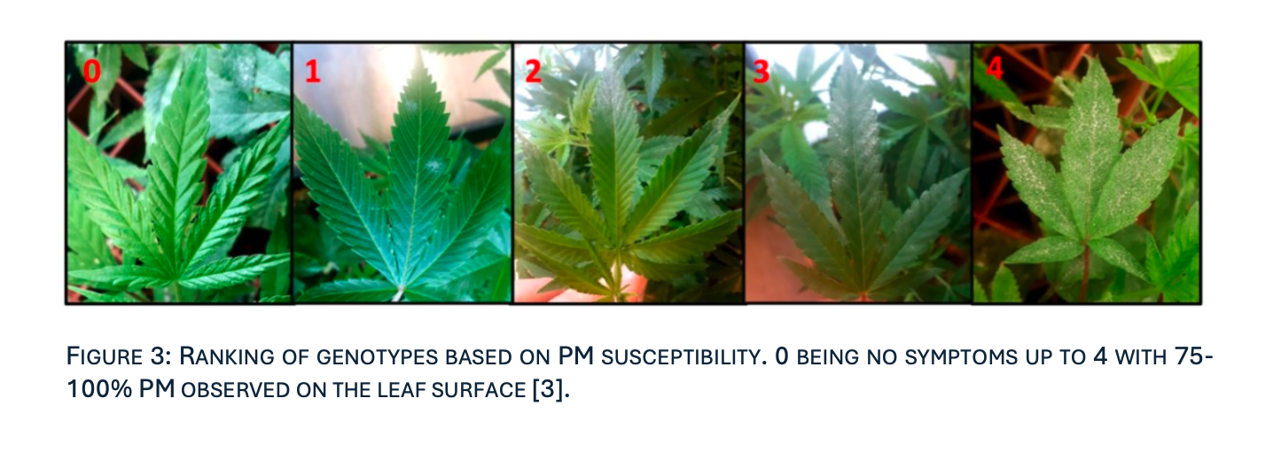 PM2: The Key to Powdery Mildew Resistance? - JumpLights®