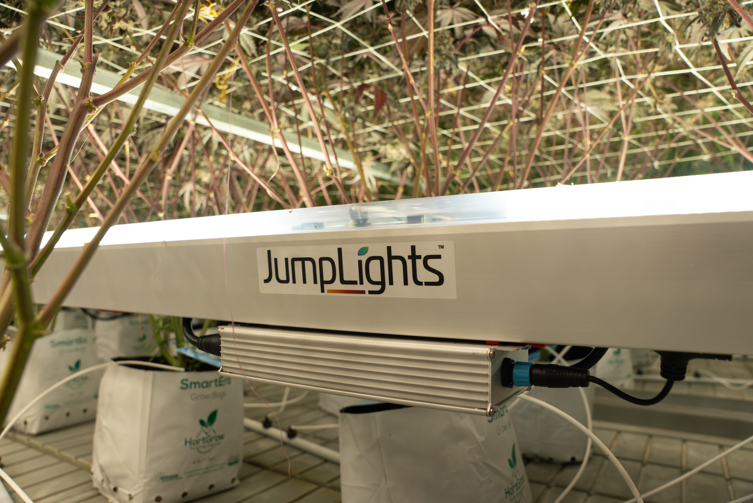 5 Reasons to Use Under Canopy Lighting in Your Grow - JumpLights®