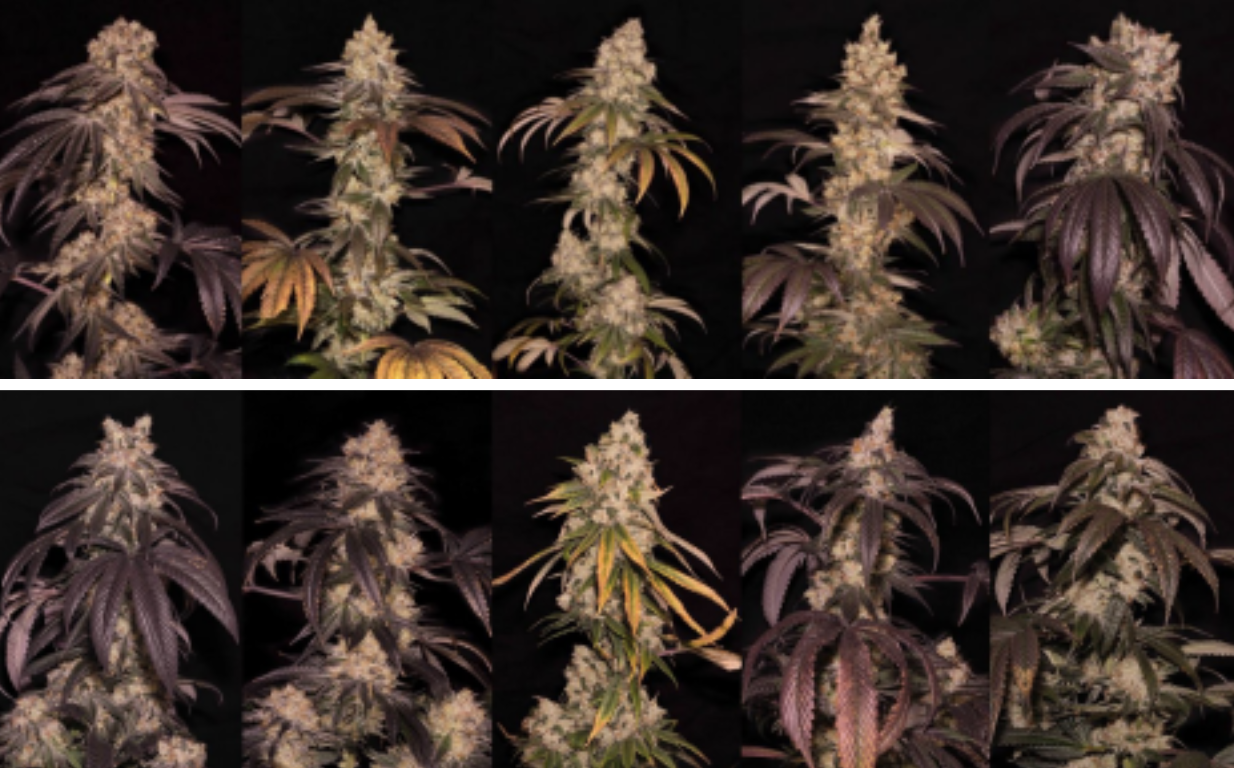 Cannabis Breeding: Challenges and Future Potential - JumpLights®